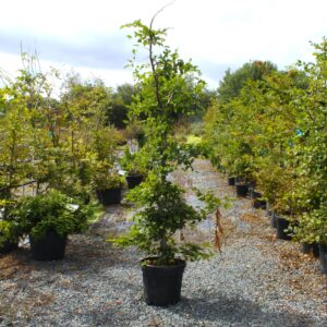 Large Trees for Sale in the UK | Over 30ft | Architectural Plants