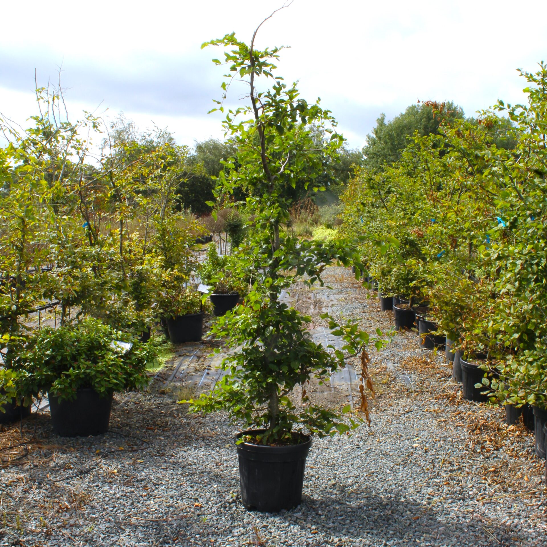 Large Trees for Sale in the UK | Over 30ft | Architectural Plants