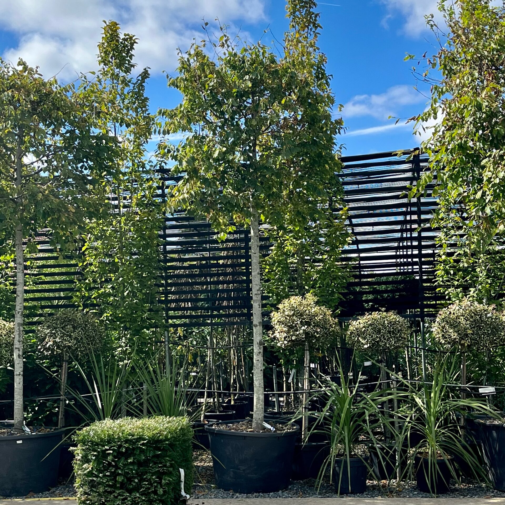 Large Trees for Sale in the UK | Over 30ft | Architectural Plants