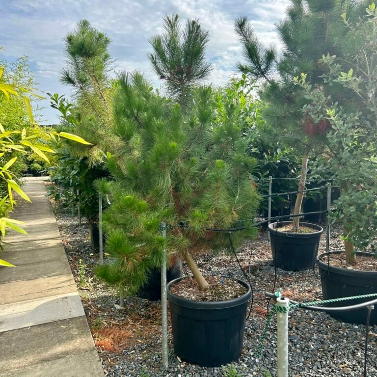 Large Trees for Sale in the UK | Over 30ft | Architectural Plants