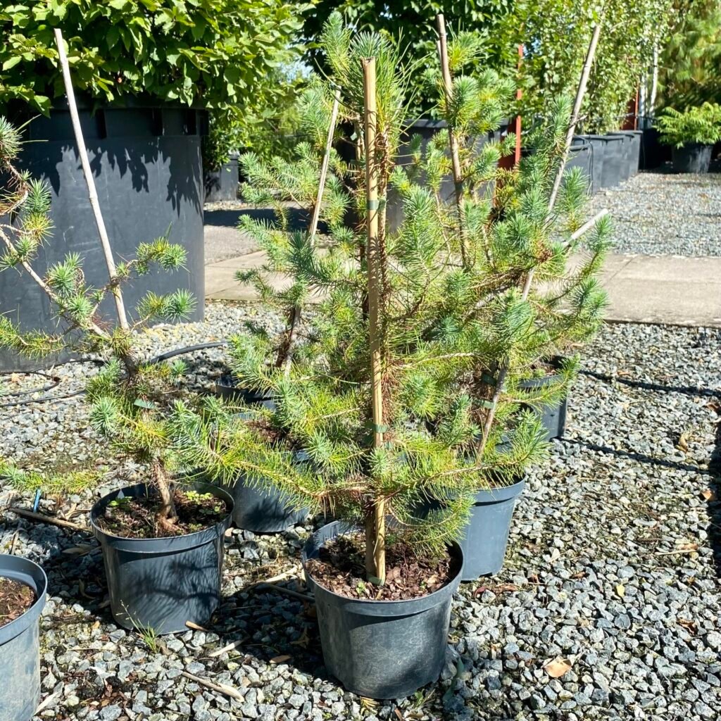 Buy Pinus pinea - Standards (HGUK) - Architectural Plants