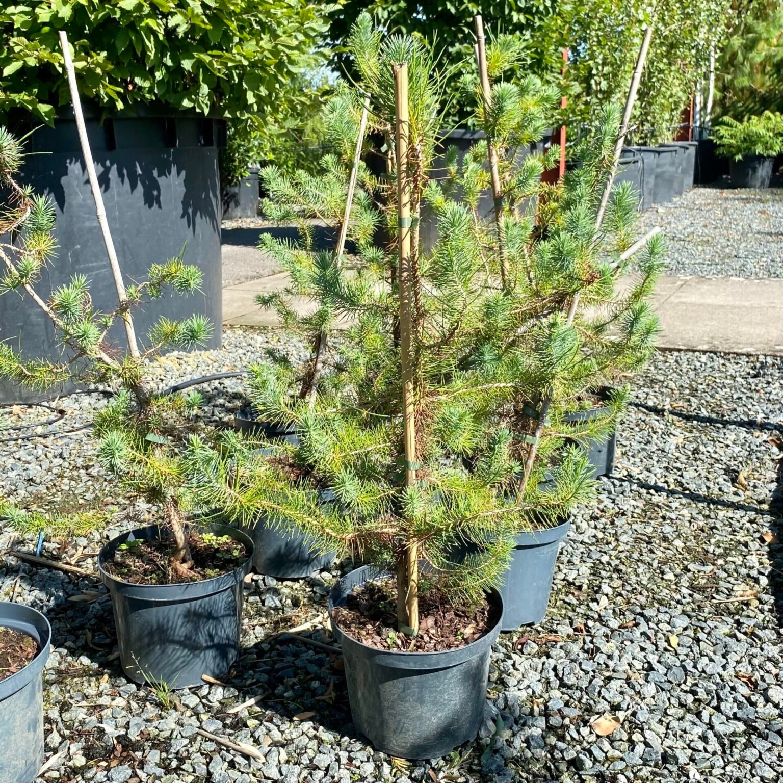 Buy Pinus pinea - Standards (HGUK, P2, ME1) - Architectural Plants