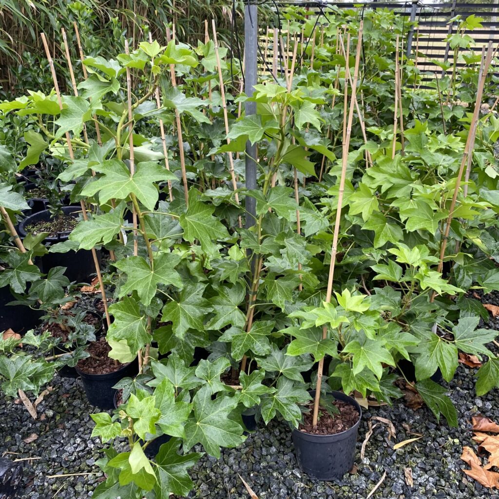 Buy Fatshedera lizei (HG). - Architectural Plants