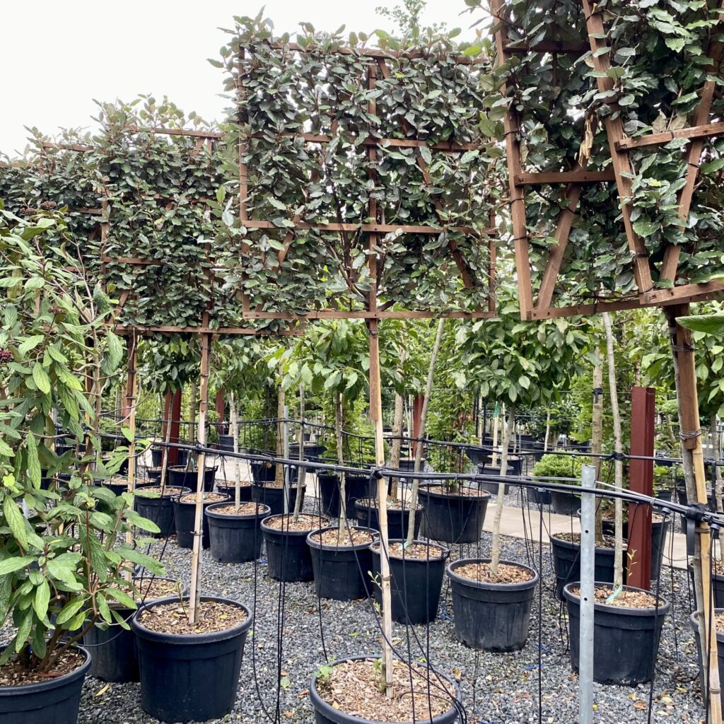 Buy Elaeagnus x ebbingei - Pleached (V1, J1, INT1,CAV1) - Architectural ...