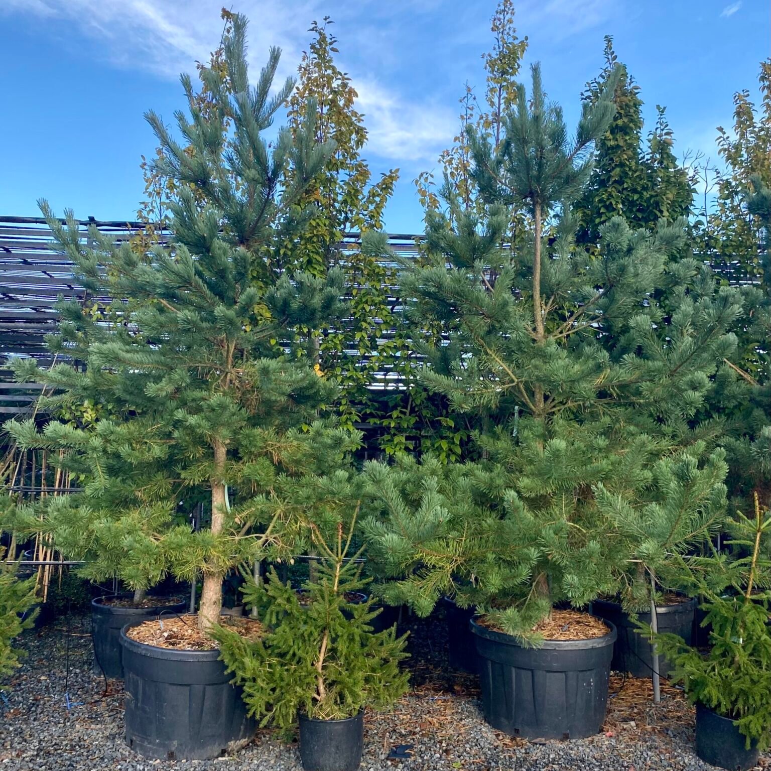 Large Trees for Sale in the UK | Over 30ft | Architectural Plants