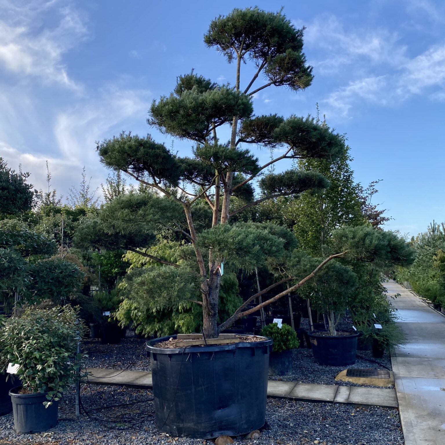 Large Trees for Sale in the UK | Over 30ft | Architectural Plants