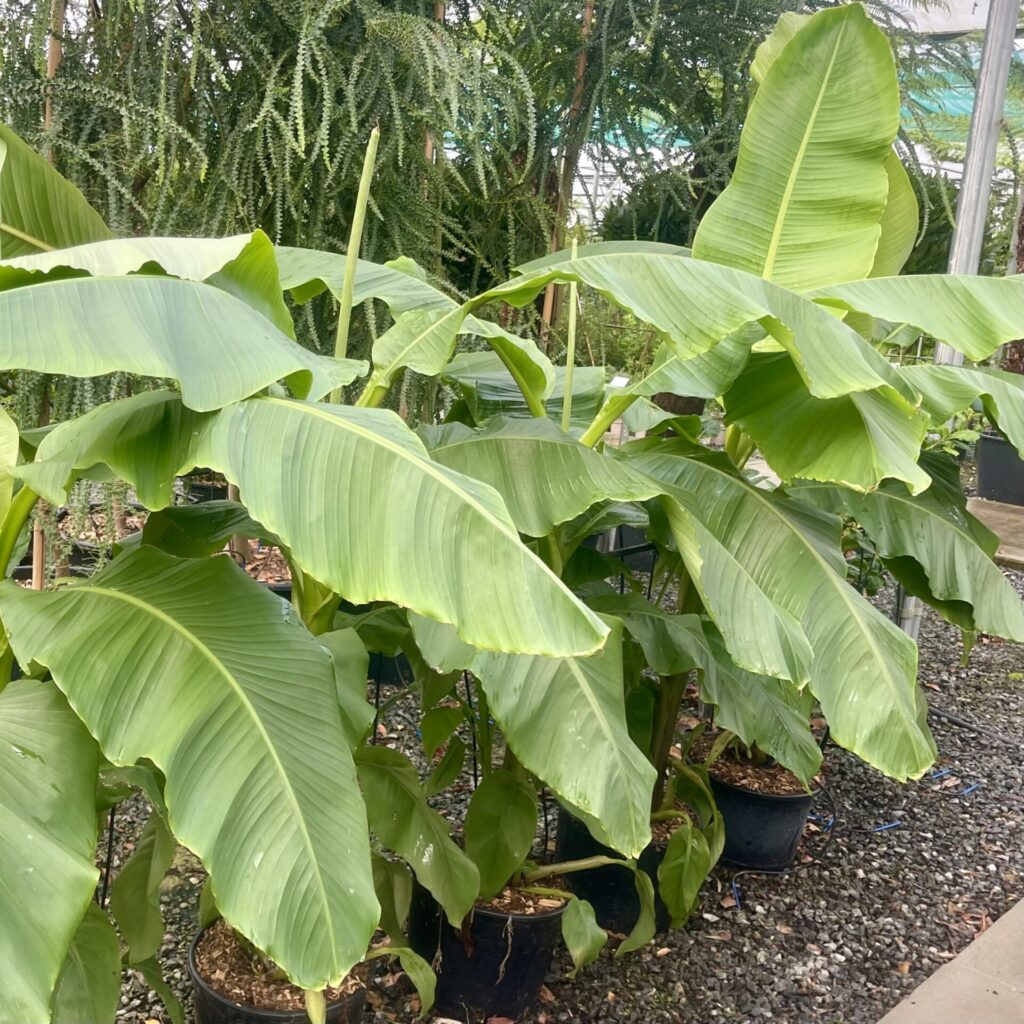 Buy Musa Basjoo (Hardy Banana) - Architectural Plants