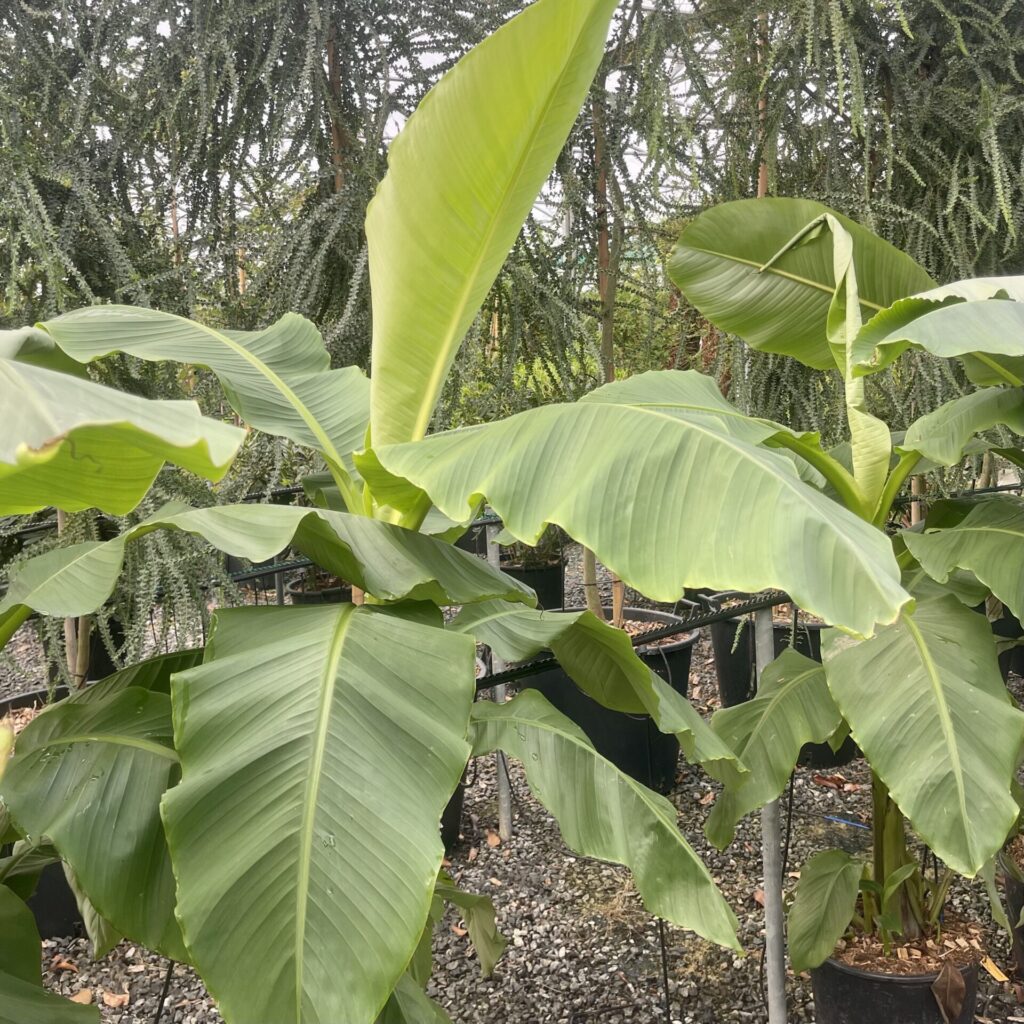 Buy Musa Basjoo (Hardy Banana) - Architectural Plants