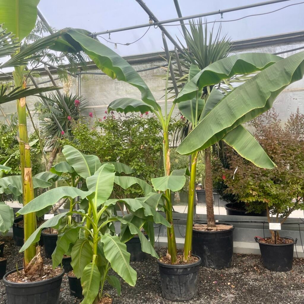 Buy Musa Basjoo (Hardy Banana) - Architectural Plants