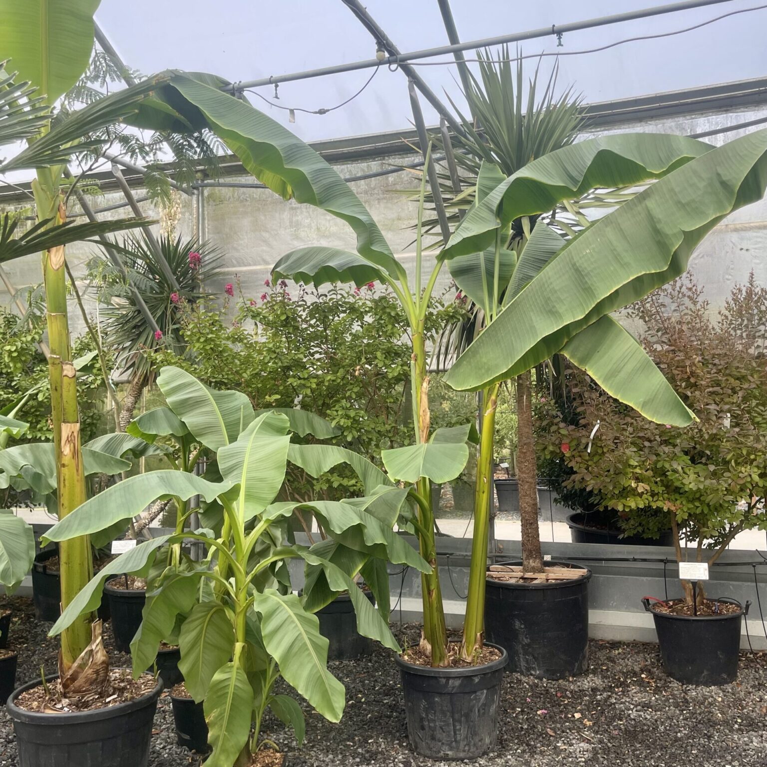 Buy Musa Basjoo (Hardy Banana) - Architectural Plants