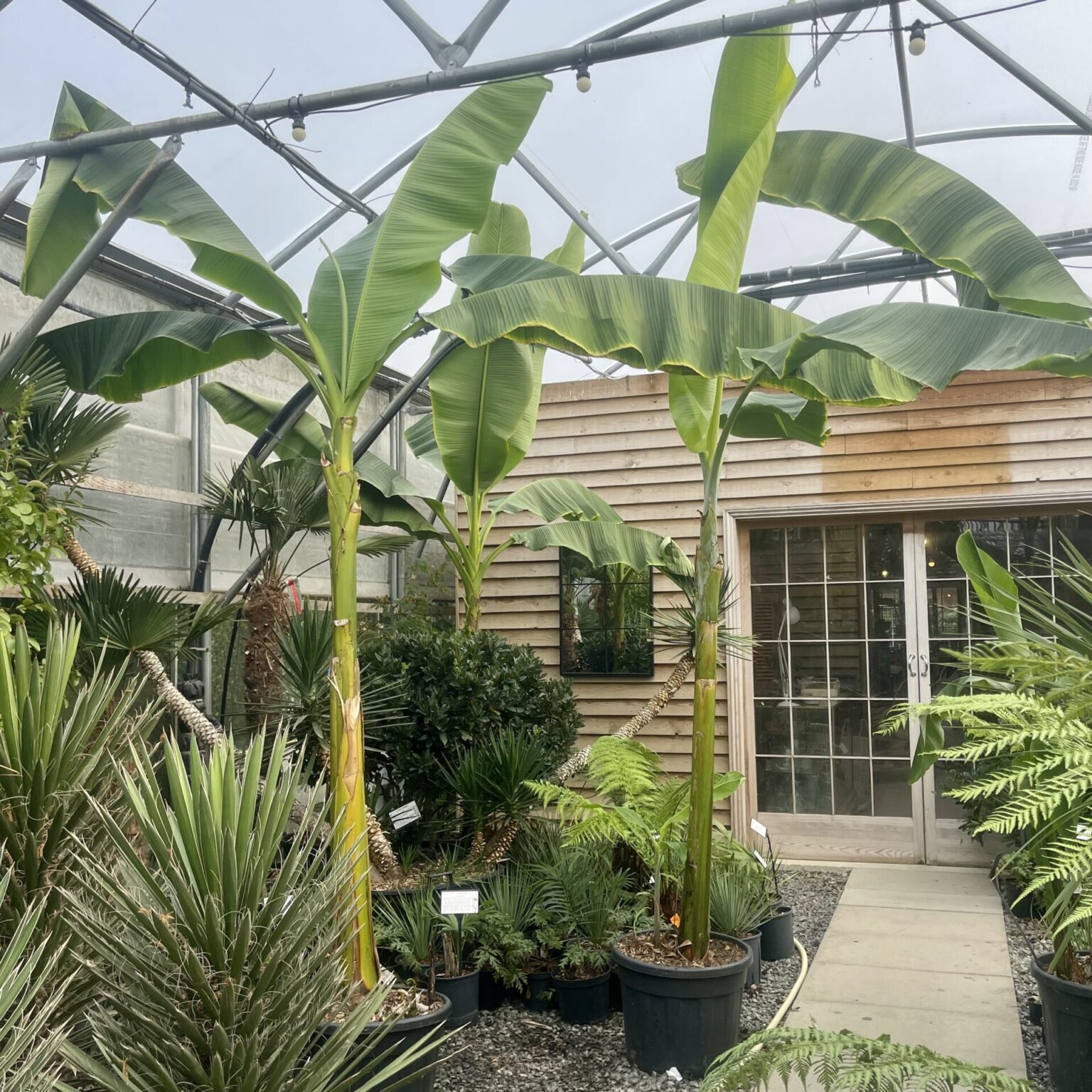 Buy Musa Basjoo (Hardy Banana) - Architectural Plants