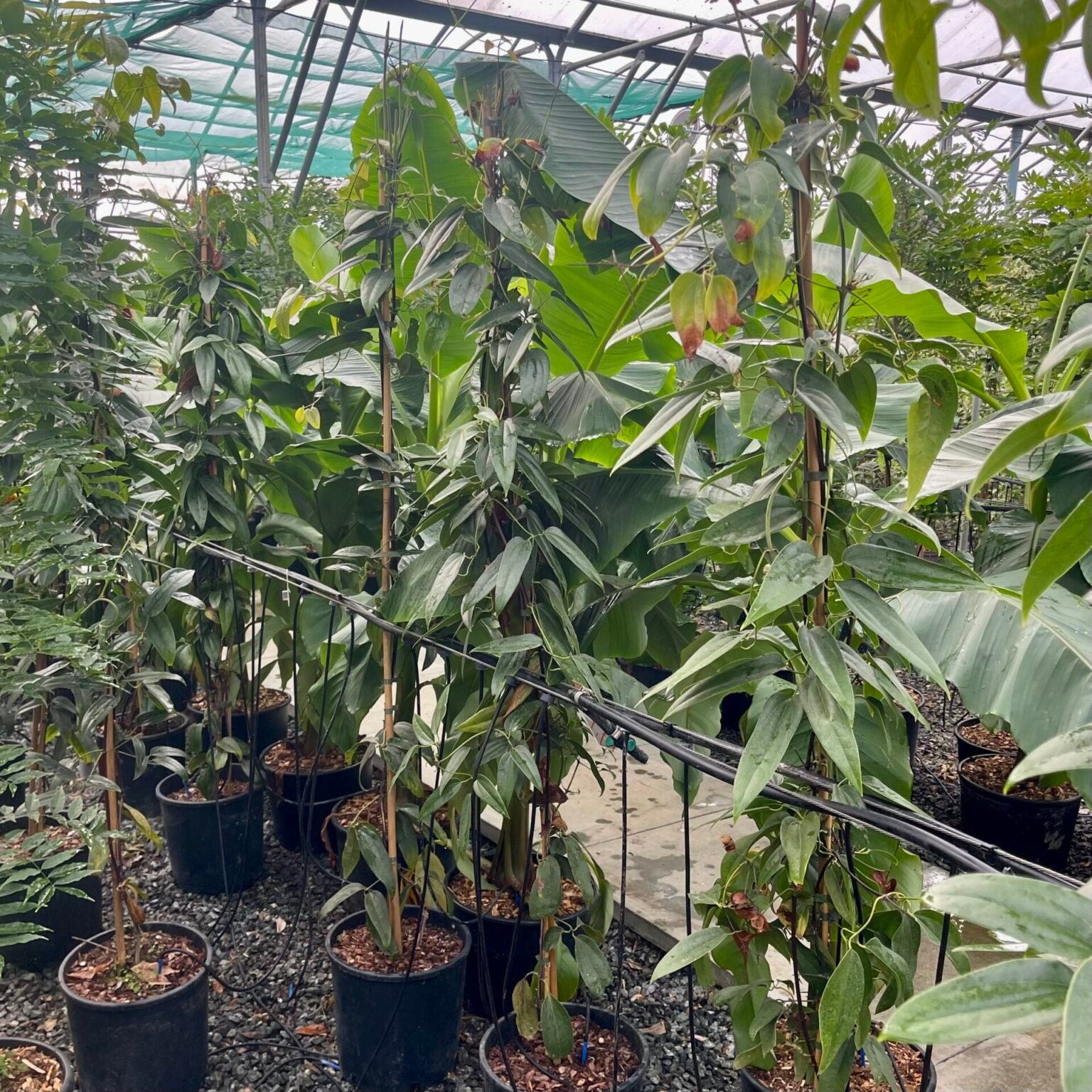 Browse Our Evergreen Plants & Trees | Architectural Plants