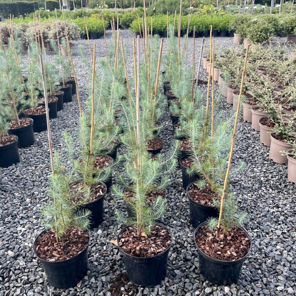 Buy Pinus pinea - Standards (HGUK) - Architectural Plants
