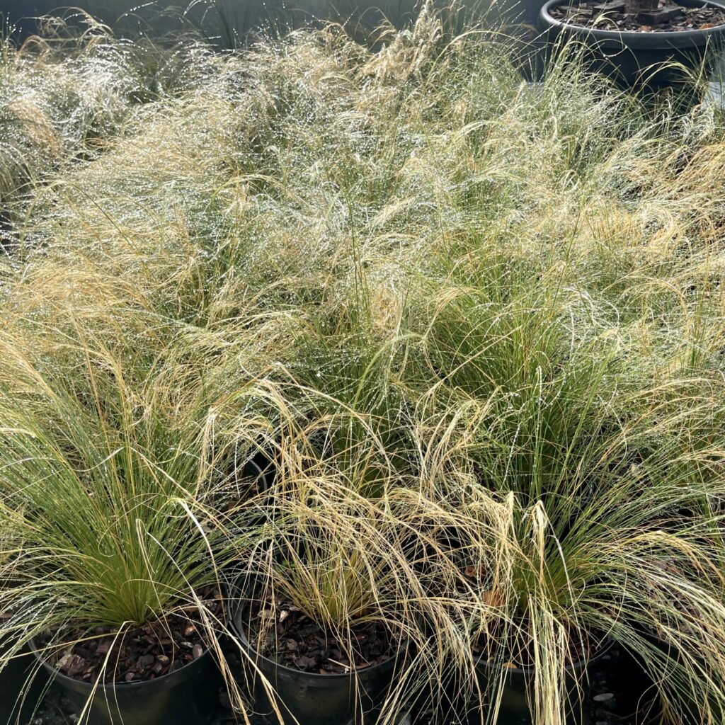 Buy Stipa Tenuissima - Architectural Plants