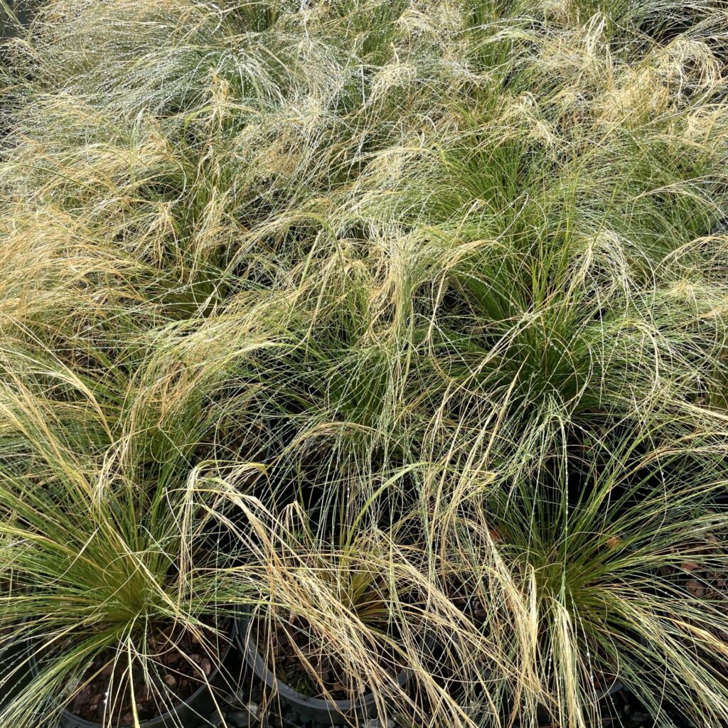 Buy Stipa Tenuissima - Architectural Plants