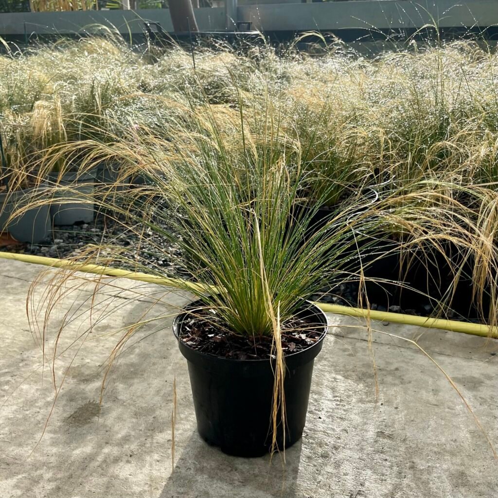 Buy Stipa Tenuissima - Architectural Plants