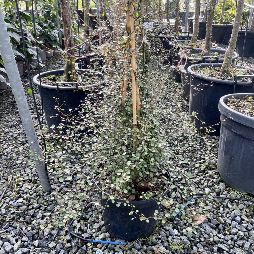 Browse Our Climbers Plants & Trees | Architectural Plants