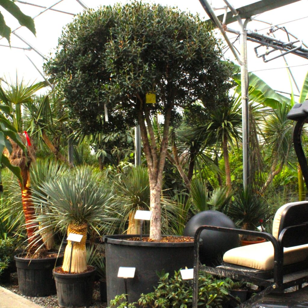 Browse our Mediterranean Plants & Trees | Architectural Plants