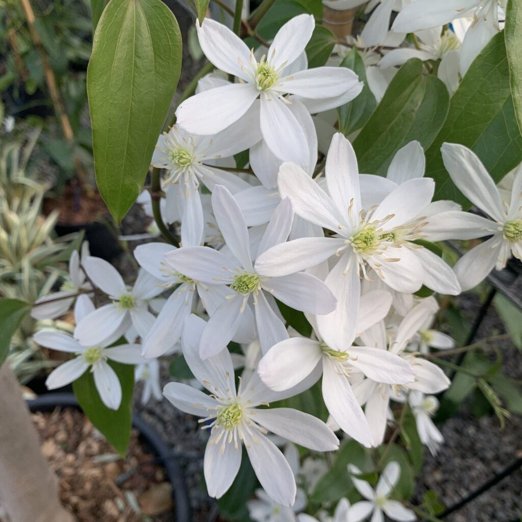 Buy Clematis Armandii - Evergreen Climber for Sun or Shade