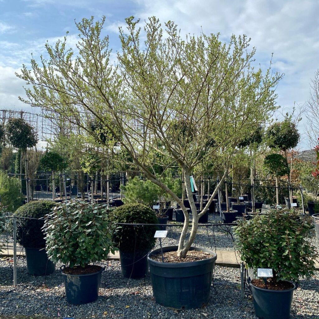 Buy Elaeagnus umbellata - Architectural Plants