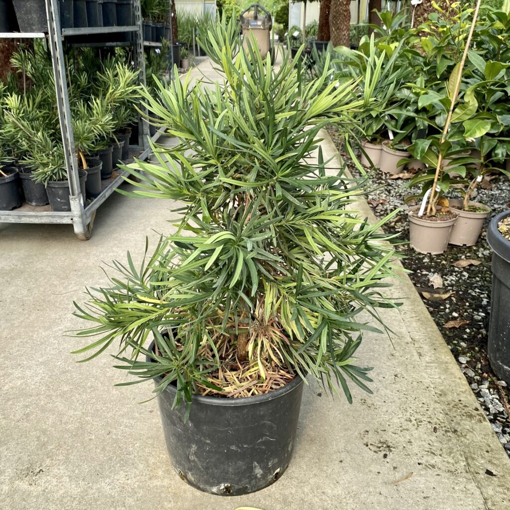 Buy Podocarpus macrophyllus - Architectural Plants