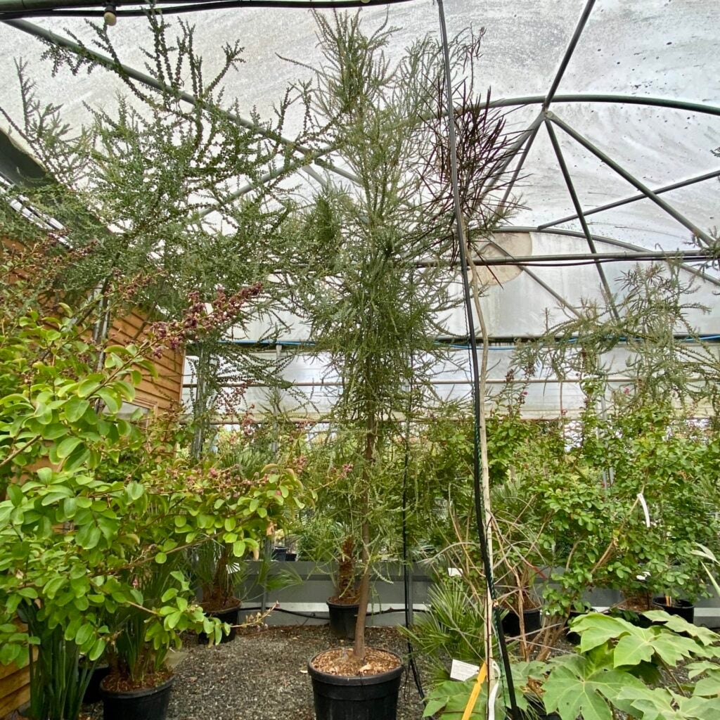Buy Acacia Pravissima - Fast-Growing Evergreen Tree