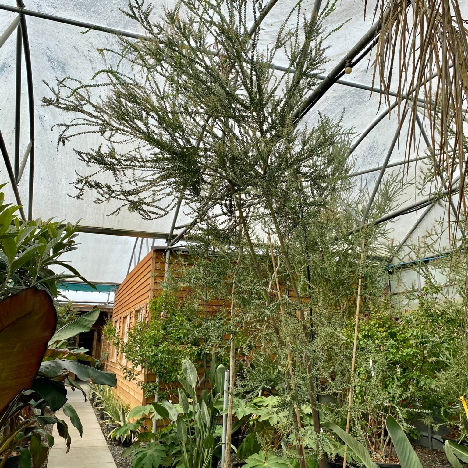 Buy Acacia Pravissima - Fast-Growing Evergreen Tree