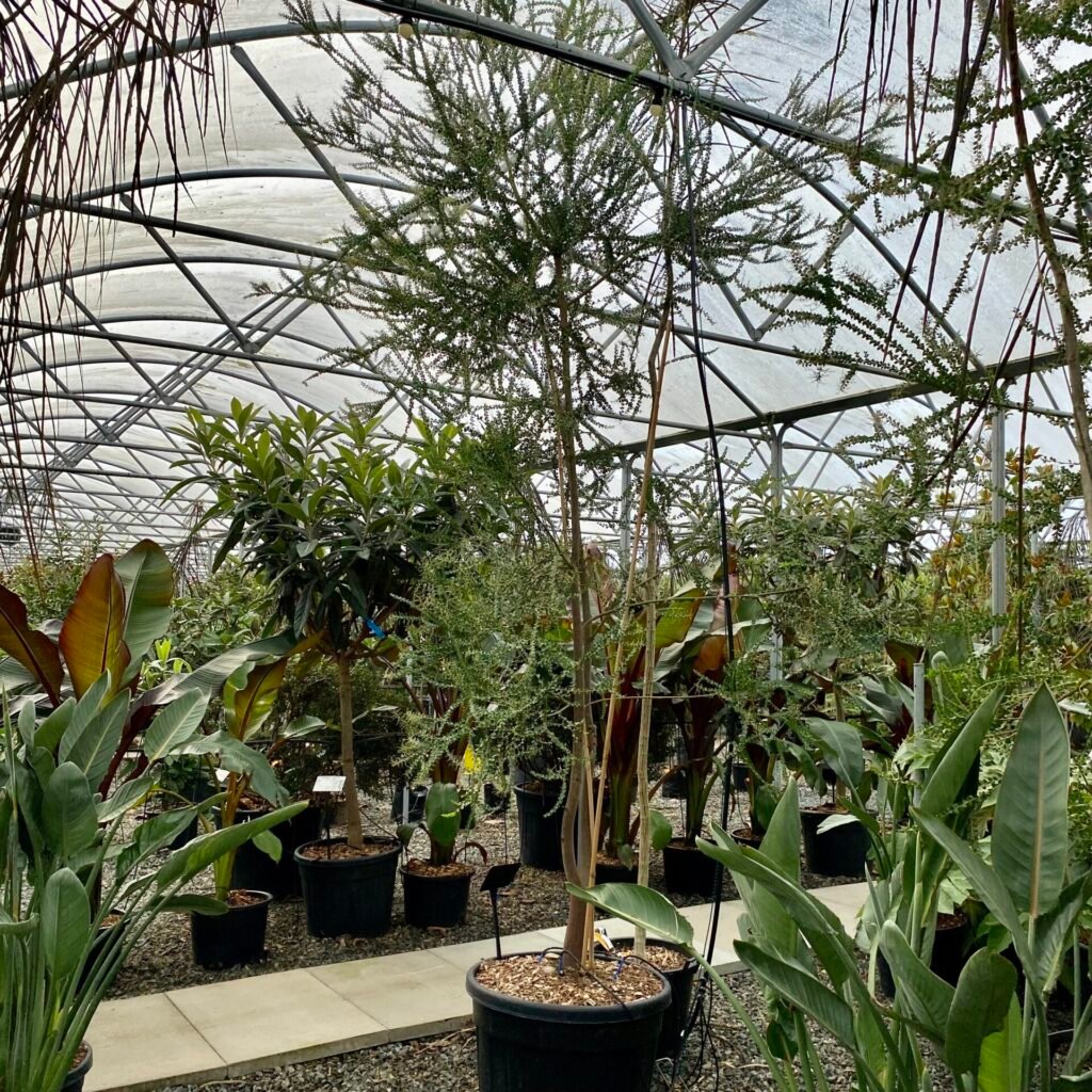 Buy Acacia Pravissima - Fast-Growing Evergreen Tree