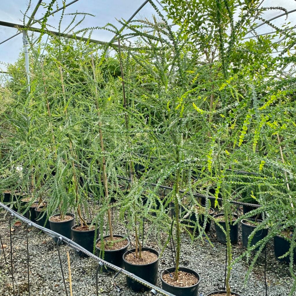 Buy Acacia Pravissima - Fast-Growing Evergreen Tree