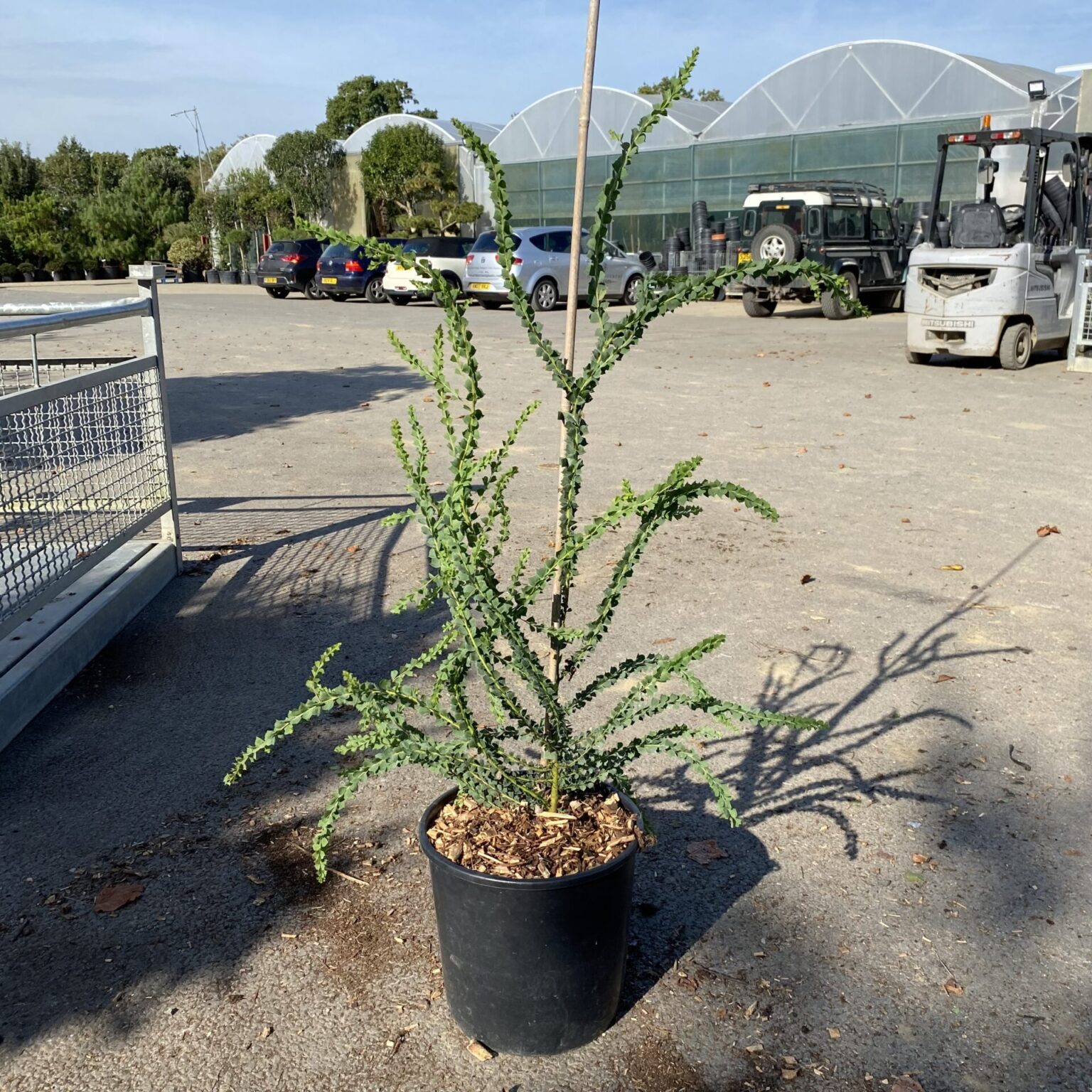 Buy Acacia Pravissima - Fast-Growing Evergreen Tree