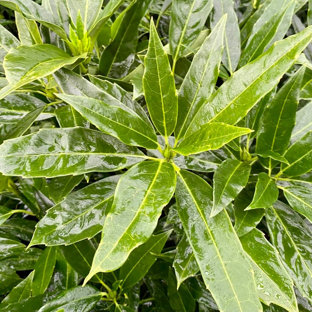 Browse Shade Loving Plants & Flowers Architectural Plants