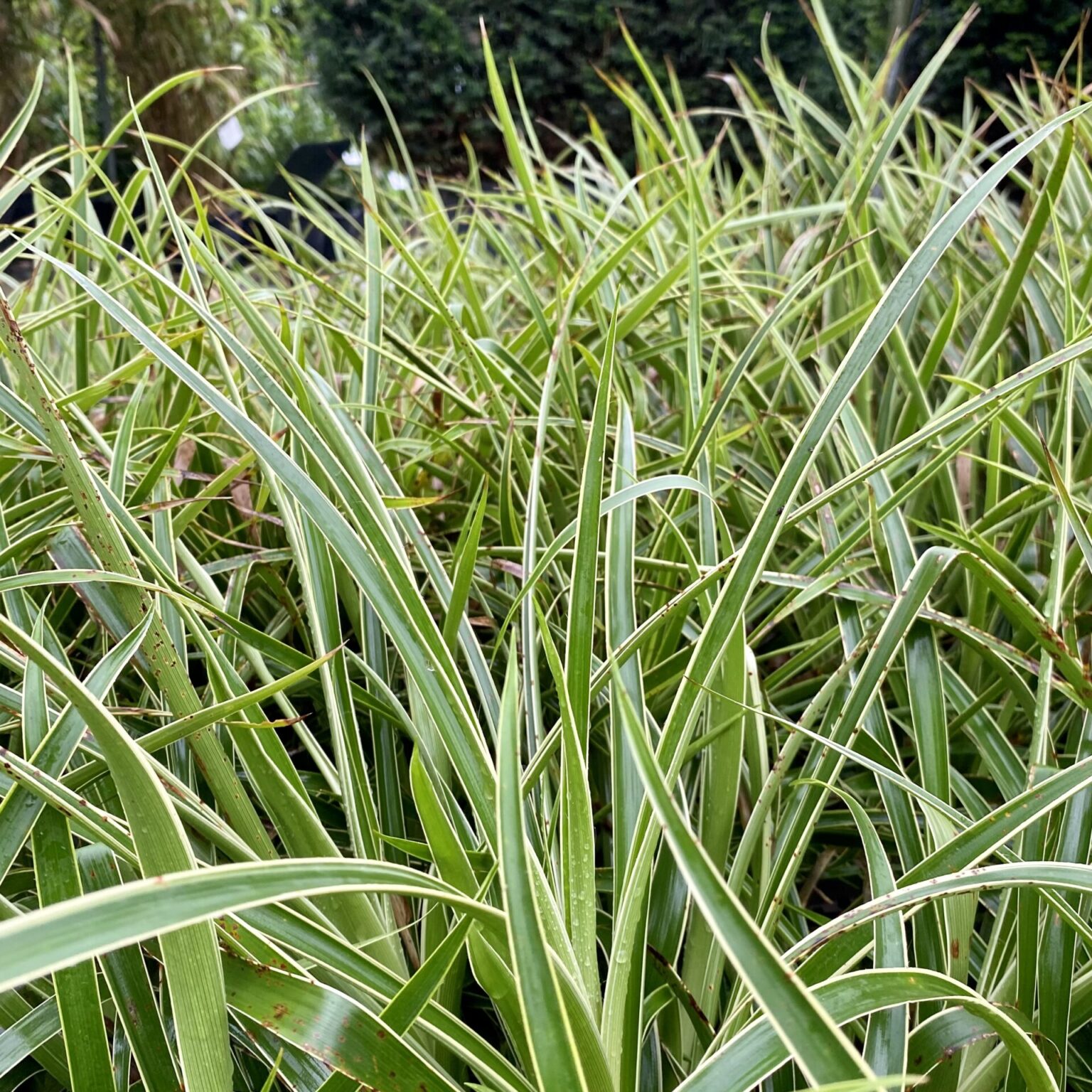 The Plants - Page 28 of 48 - Architectural Plants