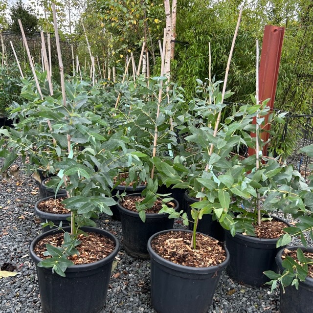 Buy Eucalyptus nitens - Architectural Plants