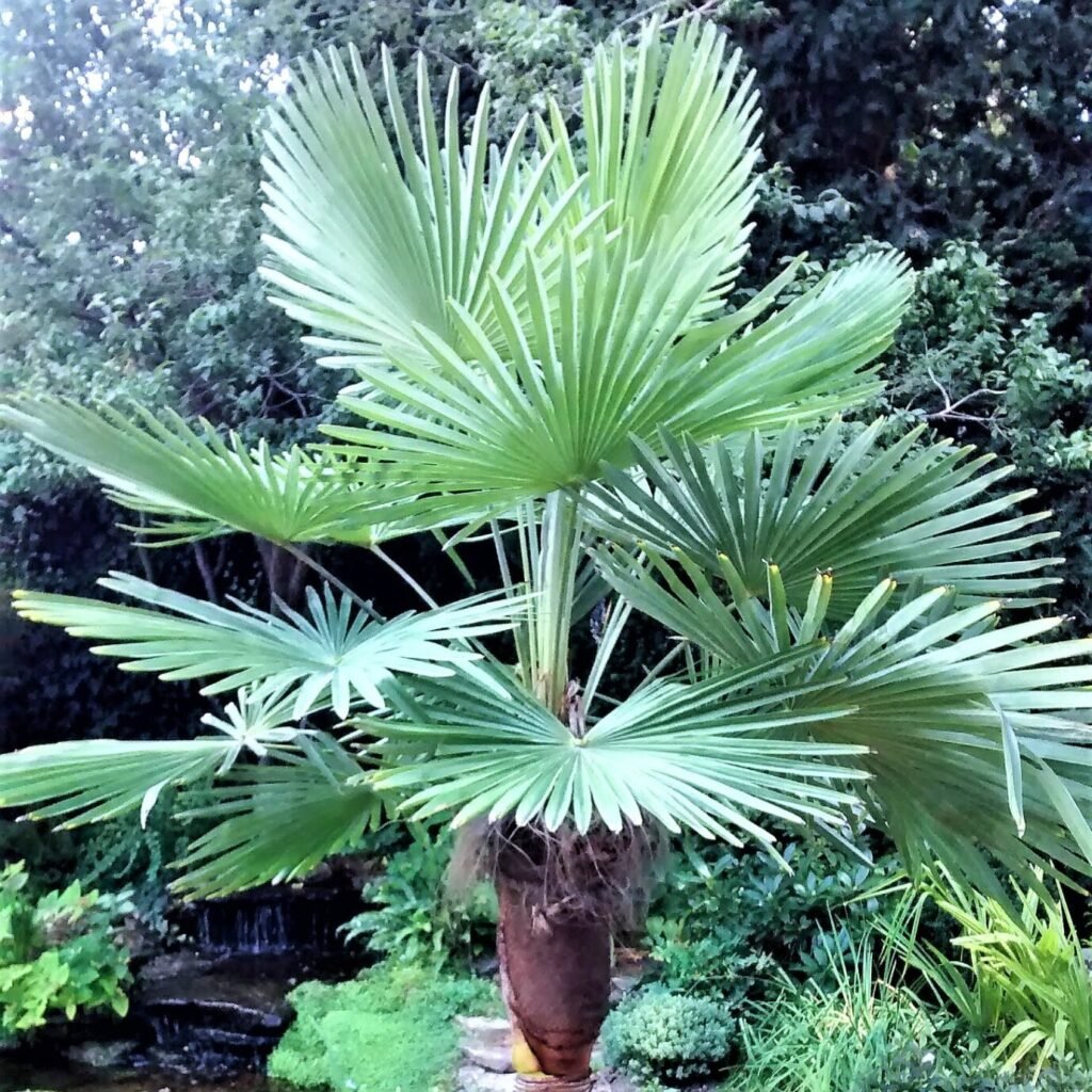 Buy Trachycarpus wagnerianus - Architectural Plants