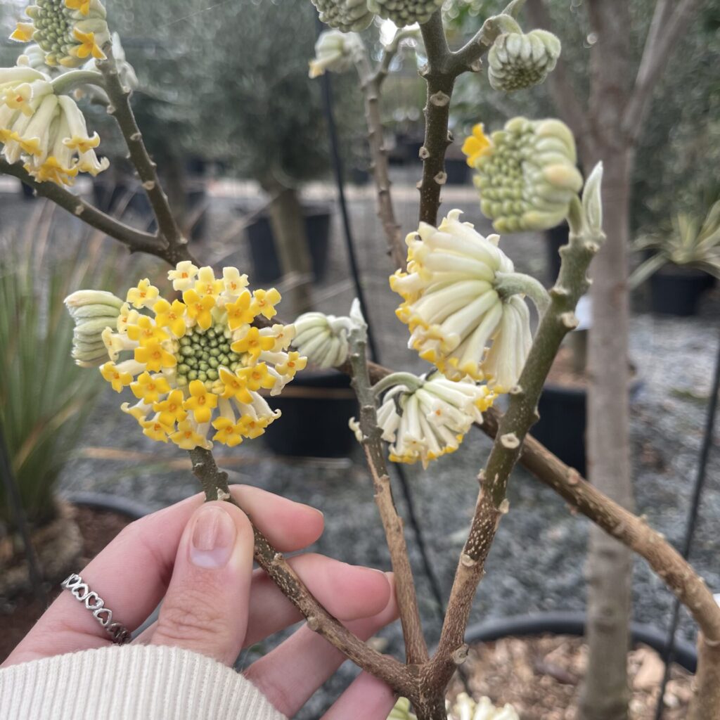 Buy Edgeworthia chrysantha 'Grandiflora' - Architectural Plants