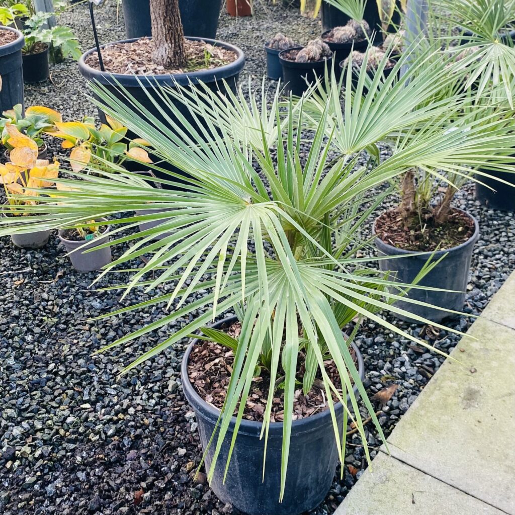 Buy Chamaerops humilis - Architectural Plants