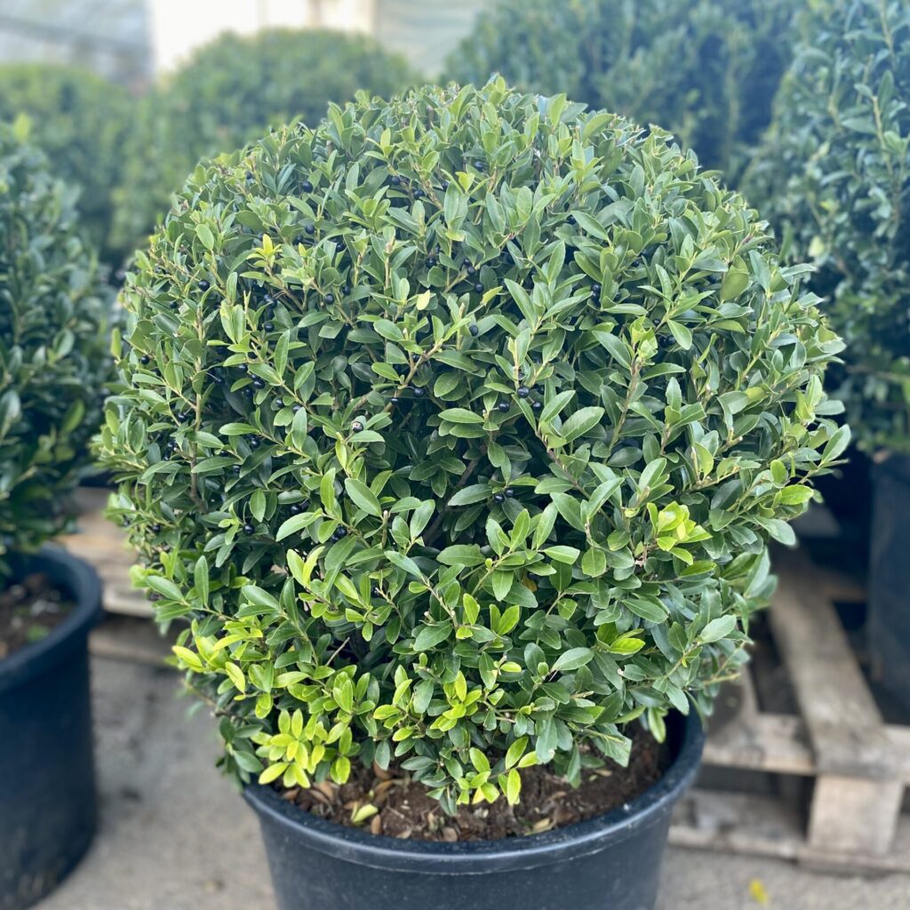 Buy Ilex maximowicziana ‘Kanehirae’ (Japanese Holly) - Architectural Plants