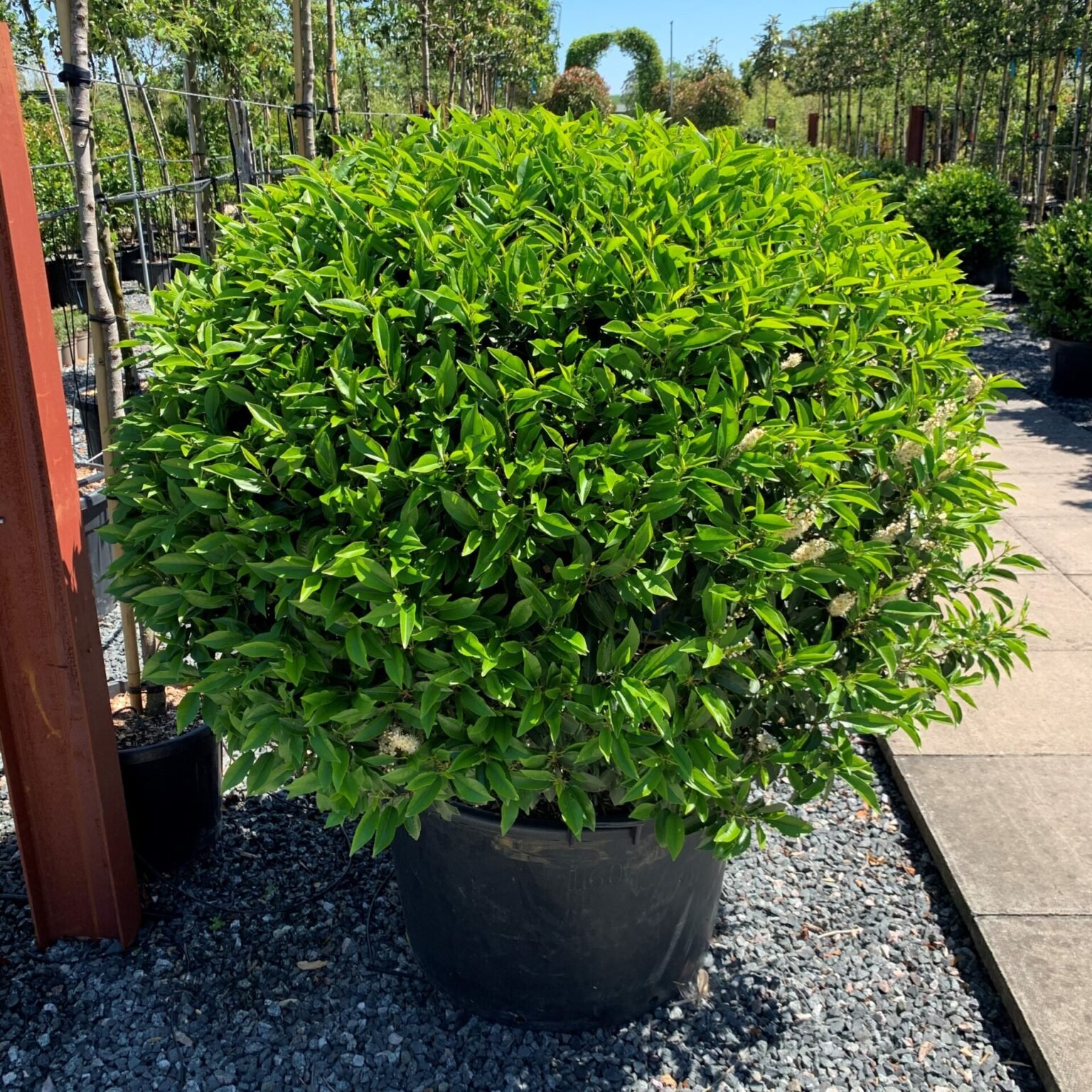 Browse Our Evergreen Plants & Trees | Architectural Plants