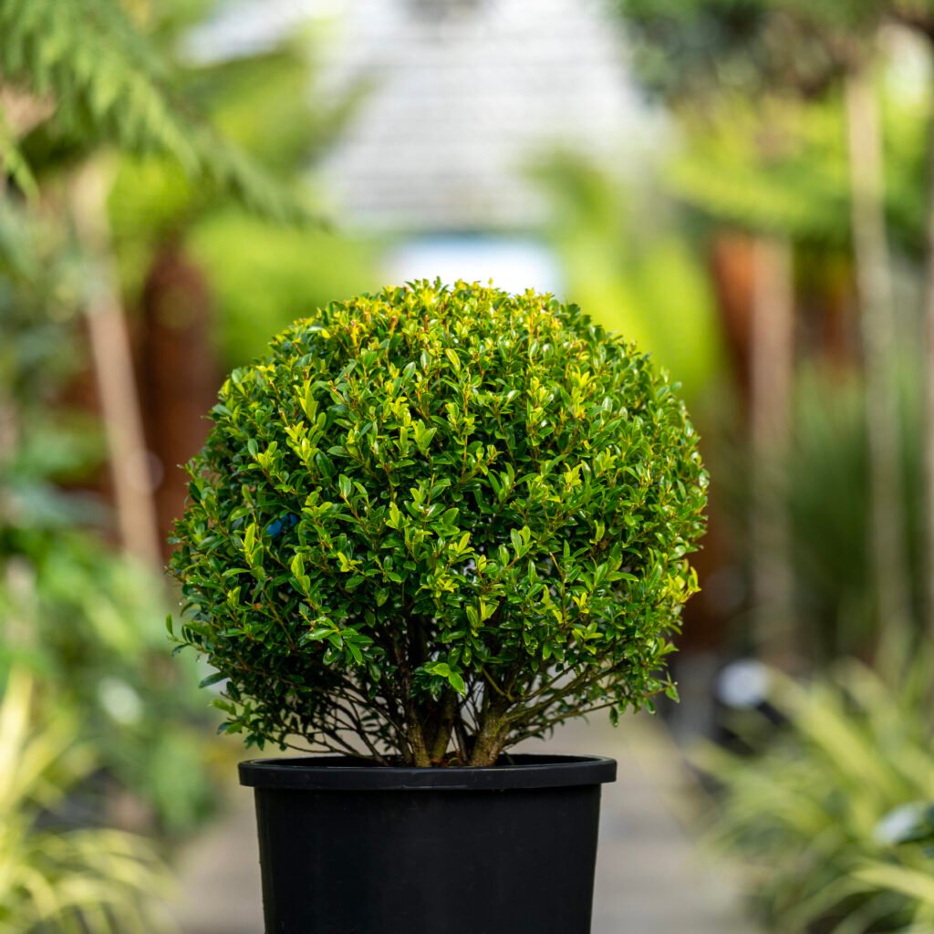Buy Ilex maximowicziana ‘Kanehirae’ (Japanese Holly) - Architectural Plants