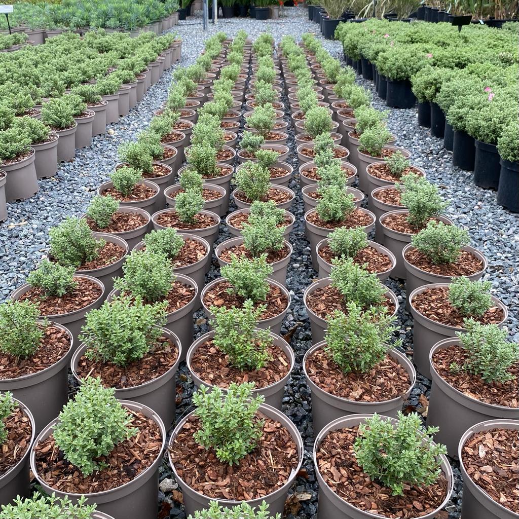 Buy Hebe parviflora angustifolia (Narrow Leafed Hebe) - Architectural ...