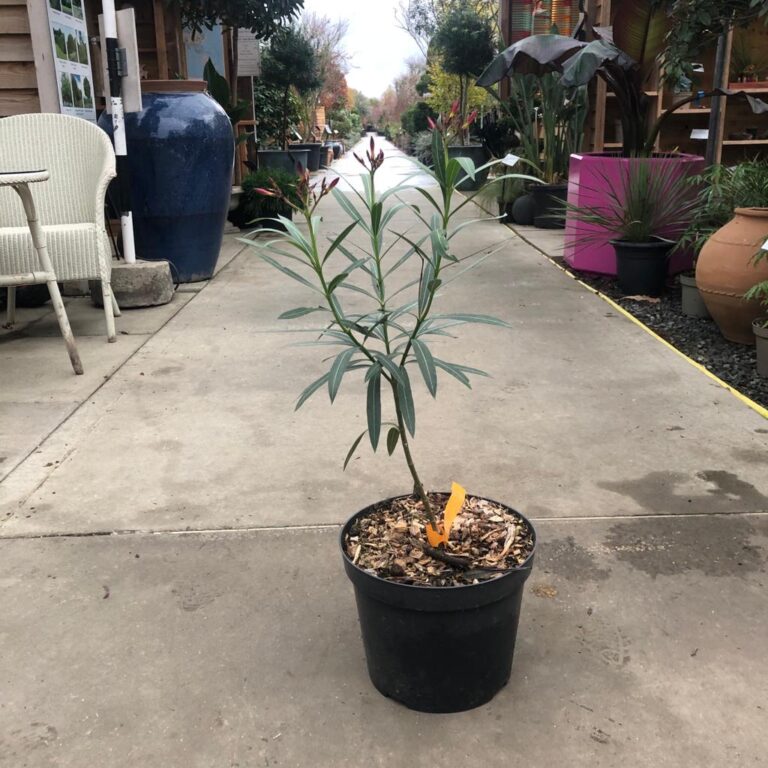 Red Nerium Oleander for Sale - Architectural Plants