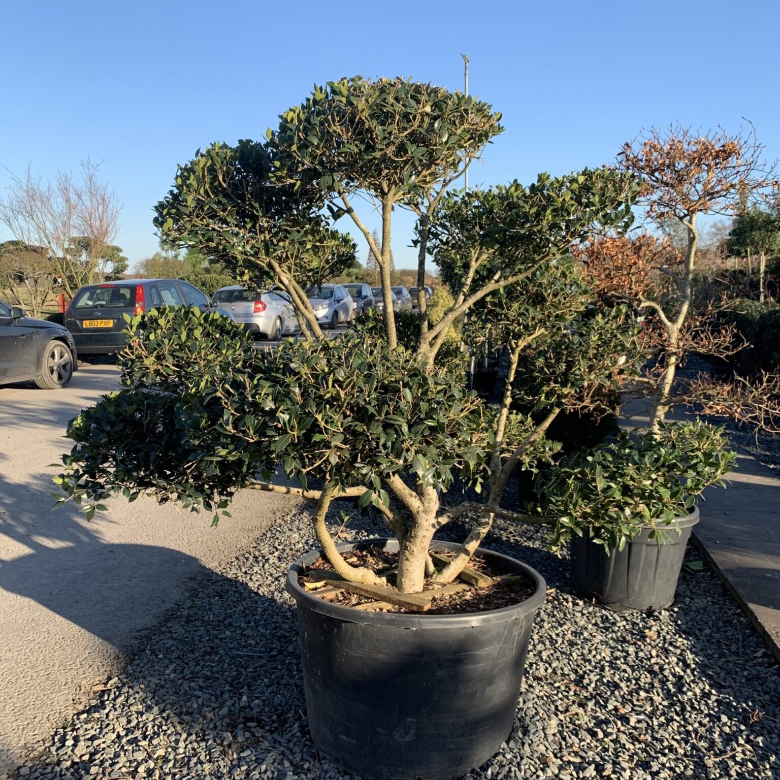 Browse Our Evergreen Plants & Trees | Architectural Plants