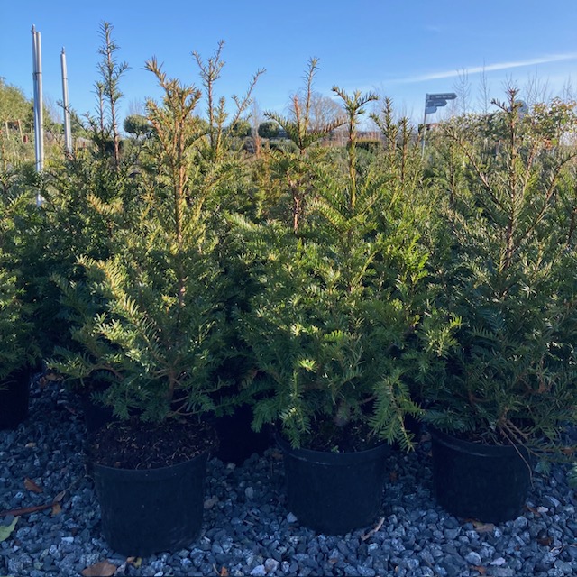Yew Shrubs