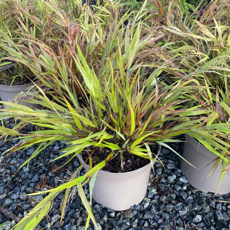 Buy Hakonechloa macra 'Nicholas' - Architectural Plants