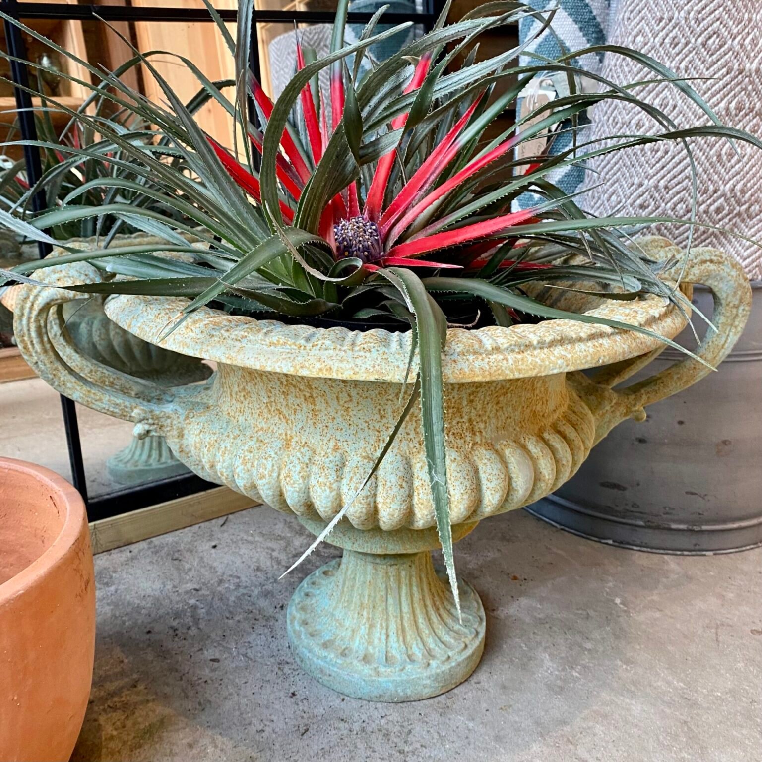 Buy French Tazza Urn - Architectural Plants