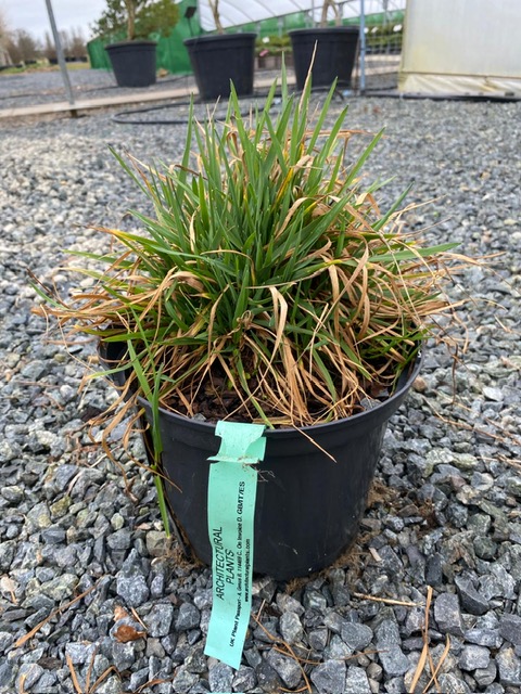 Buy Briza media - Common Quaking Grass - Architectural Plants