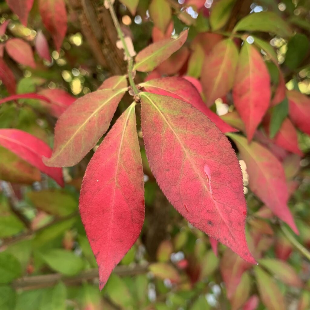 Buy Euonymus Alatus (Burning Bush) - Architectural Plants