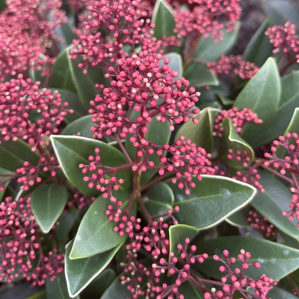 Buy Skimmia Japonica 'Rubella - Architectural Plants