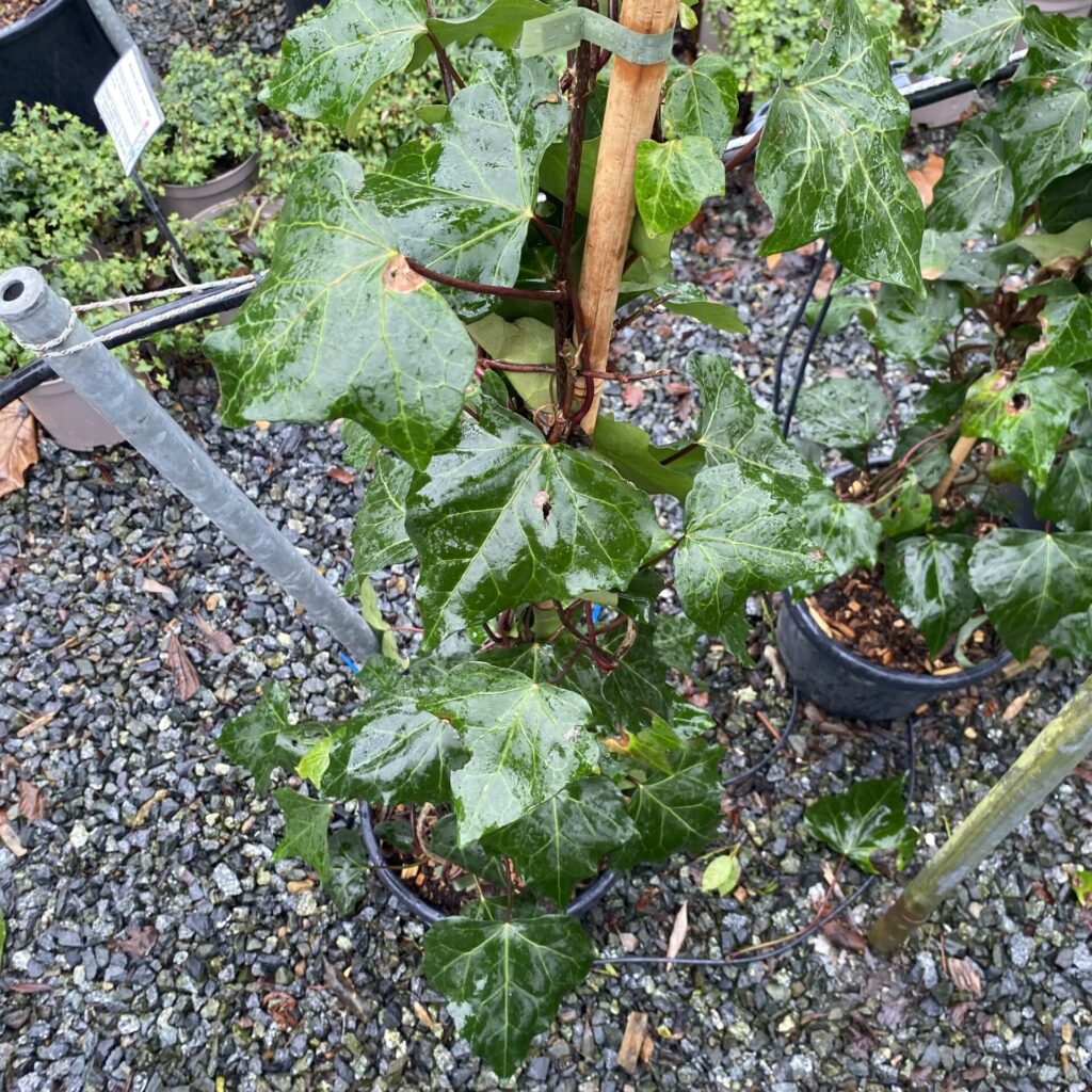 Buy Hedera Canariensis - Hardy, Shiny-Leafed Evergreen Climber