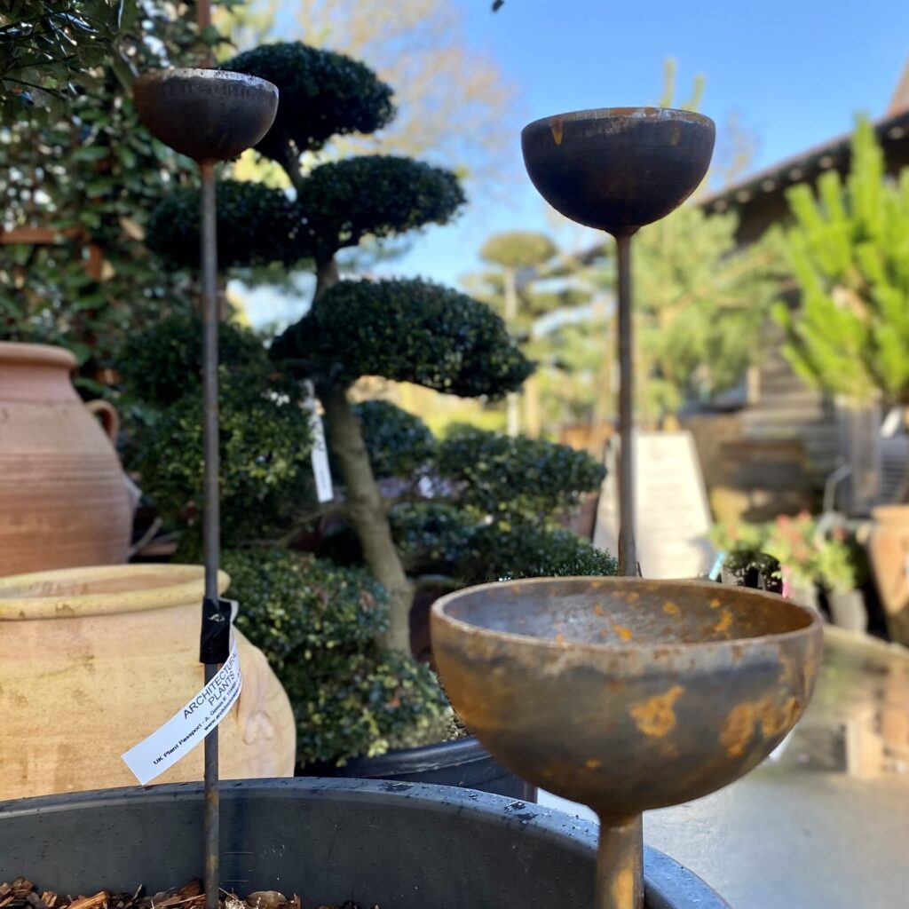 Buy Steel Garden Rain Catcher - Architectural Plants